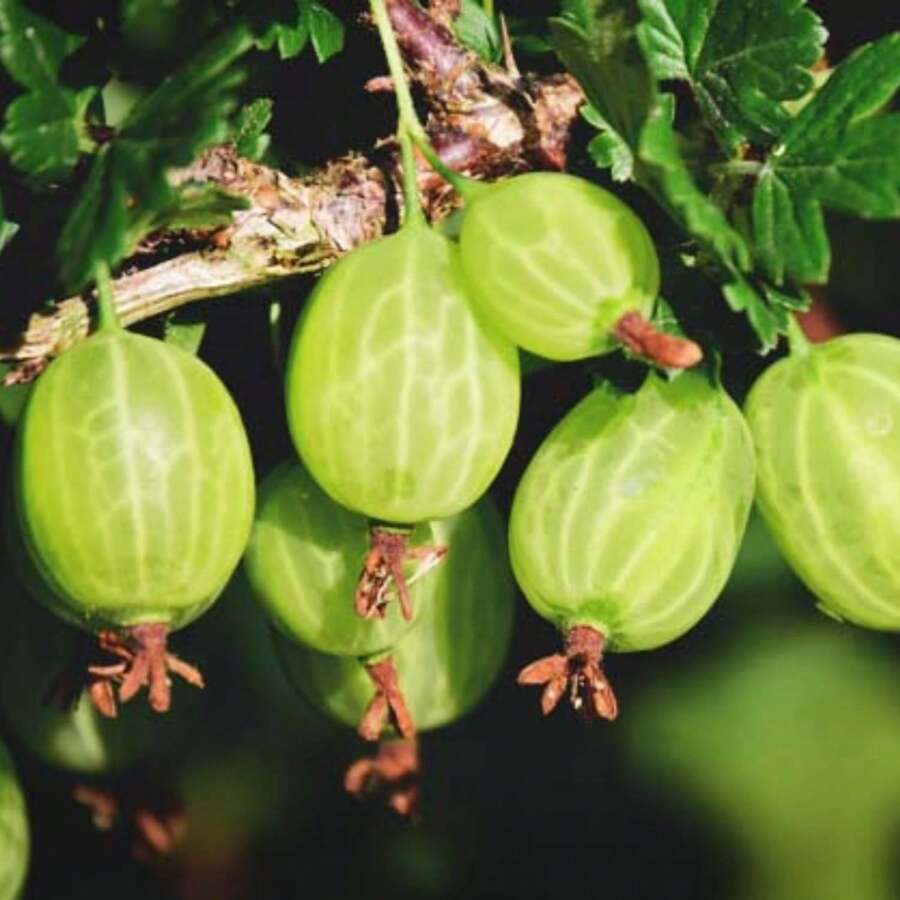 Exotic And Precious Species Of Sweet Gooseberry Seed Used For ...