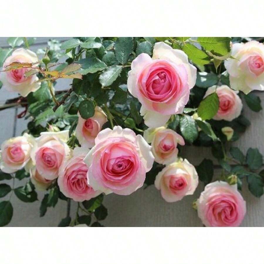 10 Pink CLIMBING ROSE Rosa Bush Seeds GW92001 | SHEIN USA