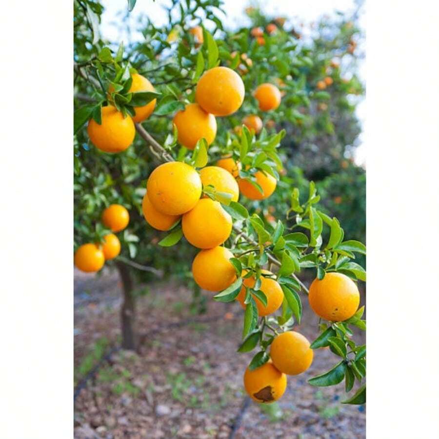 Orange Tree Seeds 30 Sweet Suitable For Planting In Gardens And Potted ...