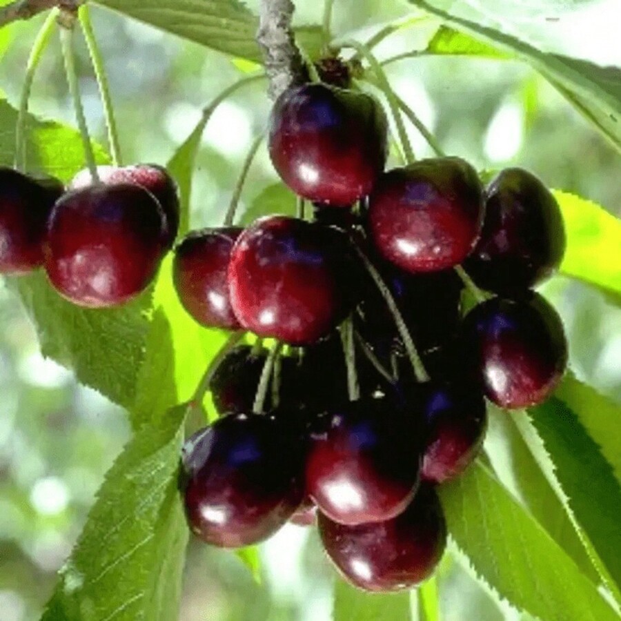 Traditional Variety Cherry Tree Seeds, 30-Grain Pack, Cold-Resistant ...