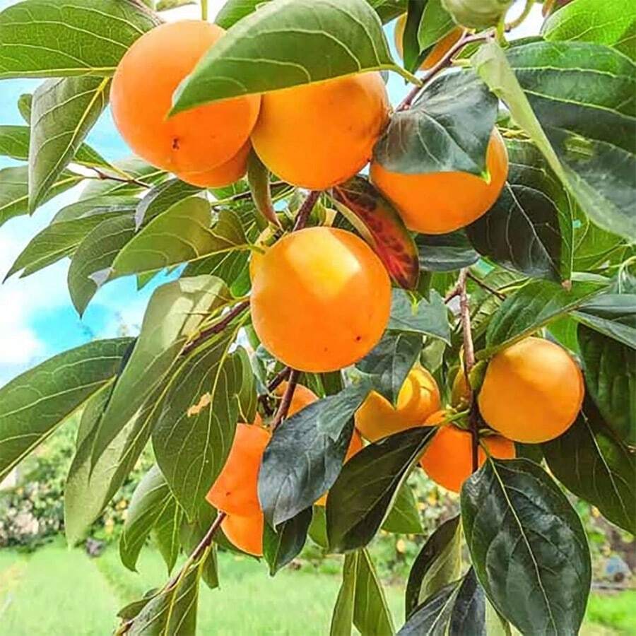 300pcs Persimmons - Persimmon Tree Seeds, Delicious And Sweet, Non GMO ...