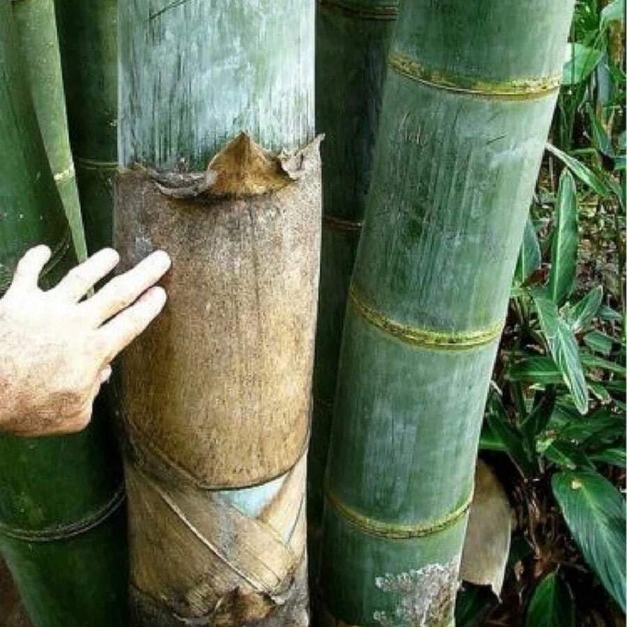 100 Dendrocalamus Giganteus S.Eeds: Rare Giant Bamboo, The Tallest ...