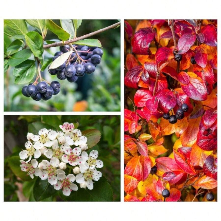 Recommend 50 BLACK CHOKEBERRY Aronia Melanocarpa White Flower Shrub Seeds | SHEIN USA