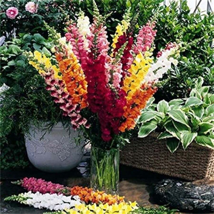 Easy Cultivating High Germination Rate Snapdragon Seed Mix For Planting ...
