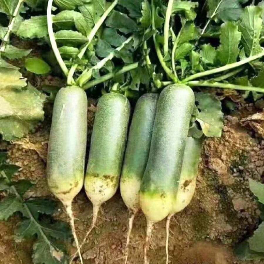 Easy To Plant Candy Green Radish Seeds Eat Sweet And Crunchy Succulent ...