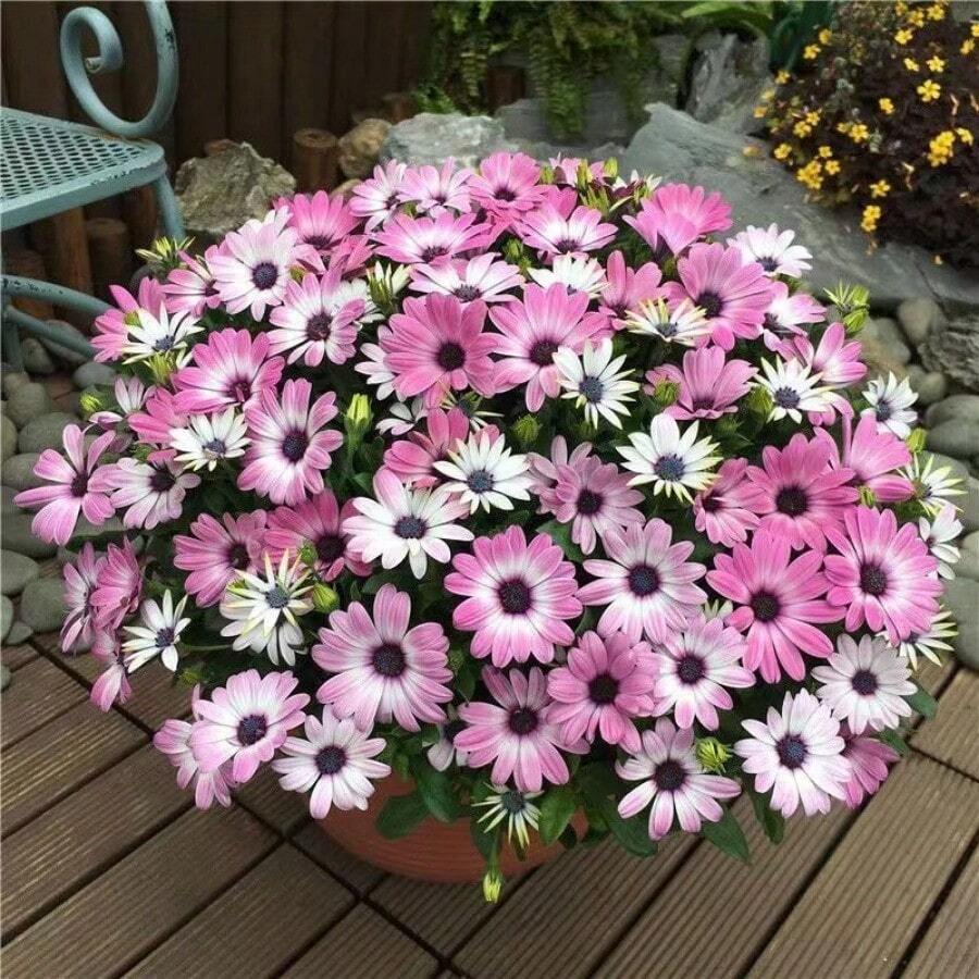 Flower Daisy Explosive Potted Plants, Often Flowering, Easy To Grow ...
