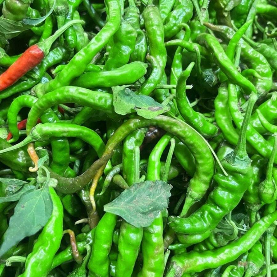 200pcs Heirloom Spiral Chili Pepper Seeds - High-Yield Mid-Term ...