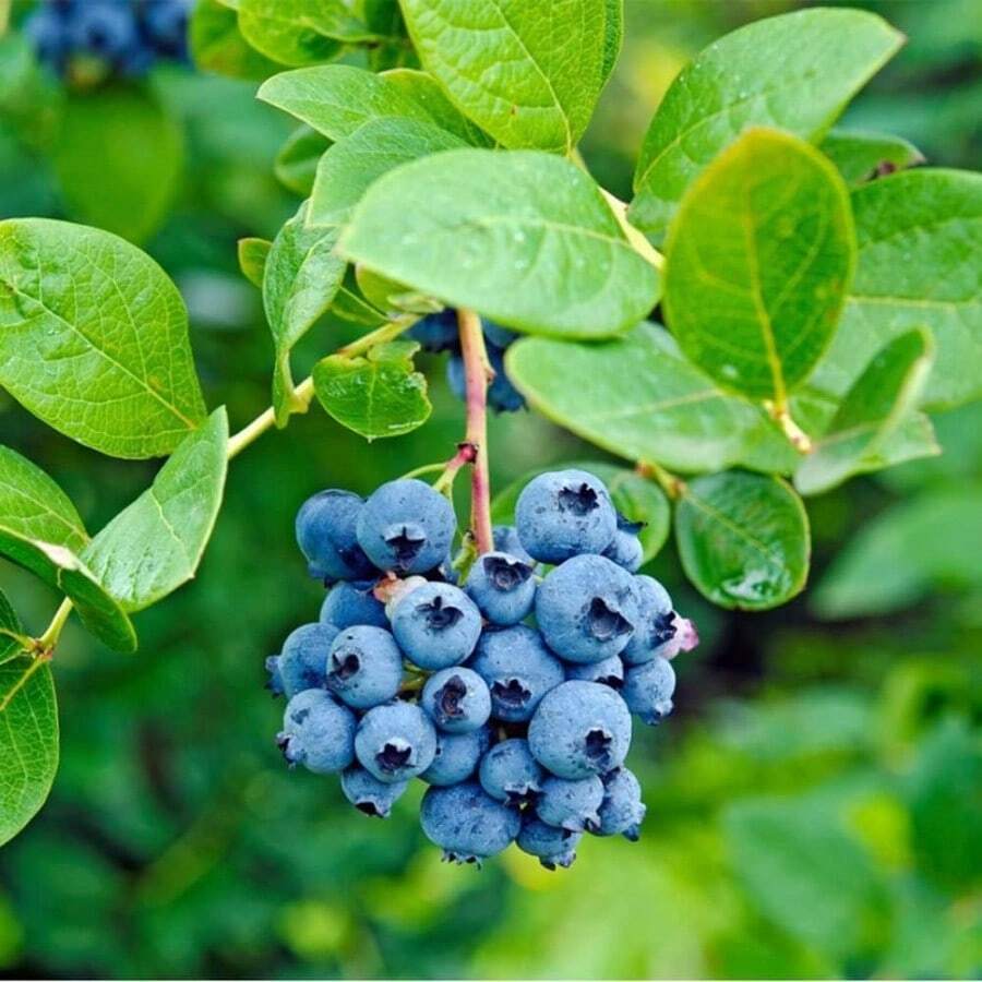 GARDEN 500 Southern Blueberry Seeds Blueberries Organic& Non-GMO Fresh ...