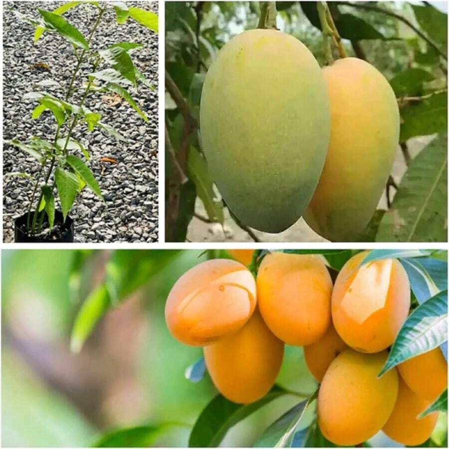 GARDEN Mango Fruit Seed Delicious Non-GMO Fruit Juicy Fruits Robust ...