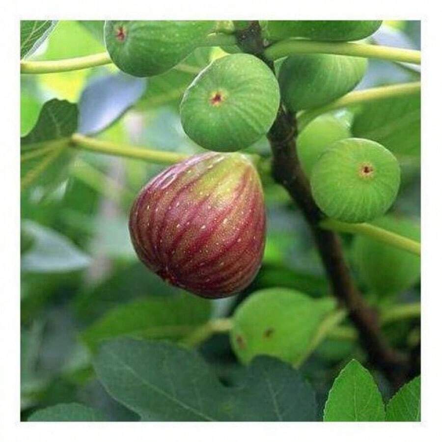 Wholesale Fig Seeds Fruit Tree Seeds Fruit Seeds Balcony Garden Pot ...