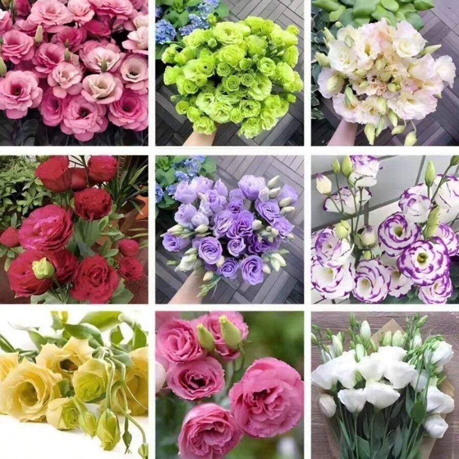 Four Seasons Planting Easy To Live Eustoma Flower Seeds Flowering ...