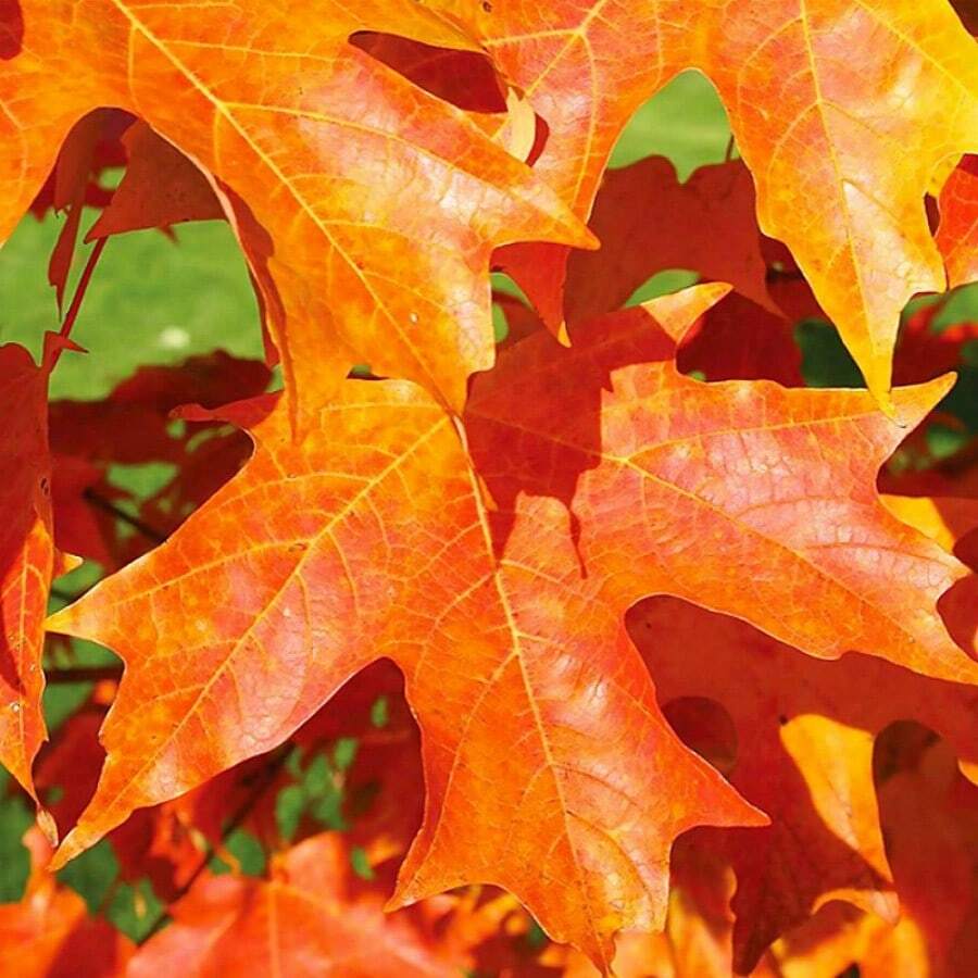 Sugar Deciduous Maple, Saccharum Rock Maple Tree Seeds, Used Outdoors ...