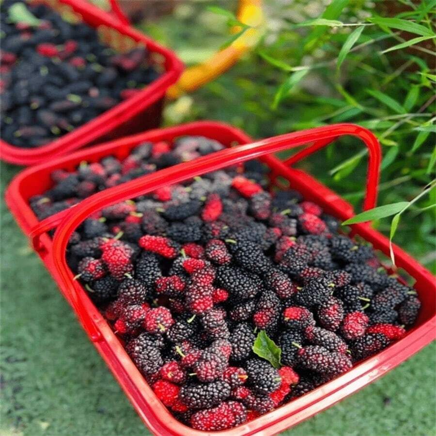 200 Blackberry & Mulberry Heirloom Garden See.Ds: Non-Gmo, Sweet, And ...