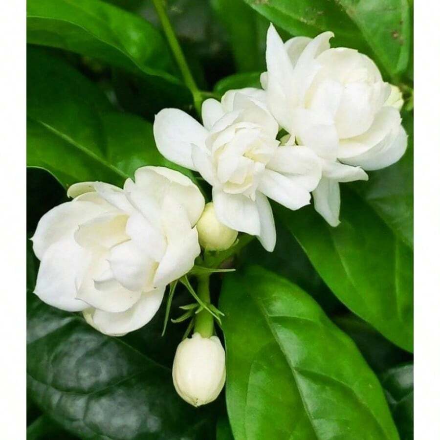 Easy Cultivating Outdoor Seeds 300PCS Jasmine Flower Seeds For Planting ...