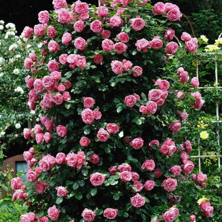 The Of Maverick SUPSEED 300 Pink Climbing Rose Vine Seeds - Great ...