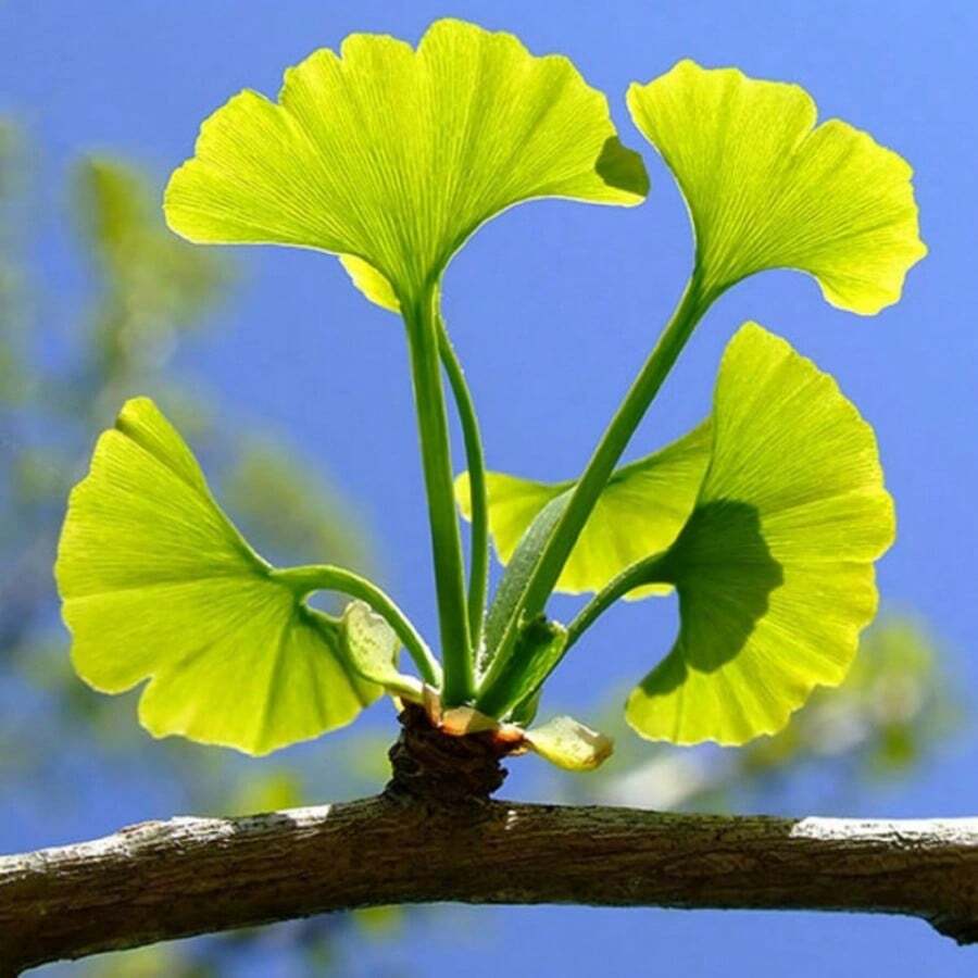 100 Pcs Seeds GARDEN Ginkgo Biloba Ginkgo Tree Plant Privacy Screen ...
