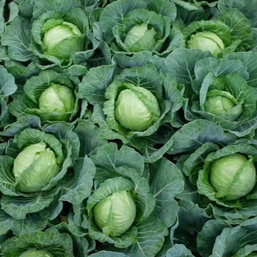 High Germination Rate Cabbage Seed Cabbage Seed Ball Cabbage Seed ...