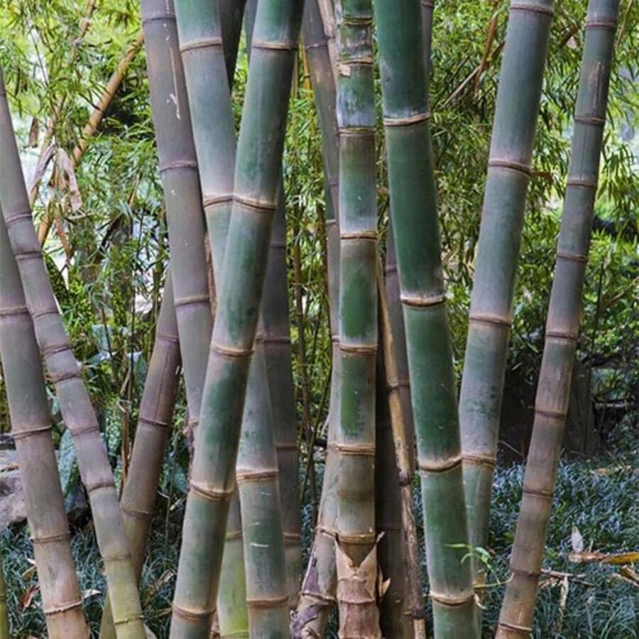 Dendrocalamus Giganteus Seed Rare Giant Bamboo The Tallest Bamboo ...