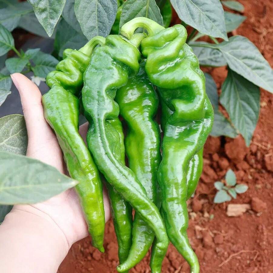 600pcs Screw Pepper Seeds Super Spicy Big Fruit Variety Balcony Pot ...