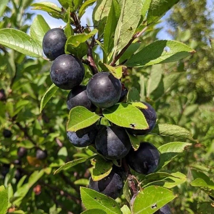 Prunus Maritima, Beach Plum Seeds Sweet Hardy Deciduous Shrub Edible ...