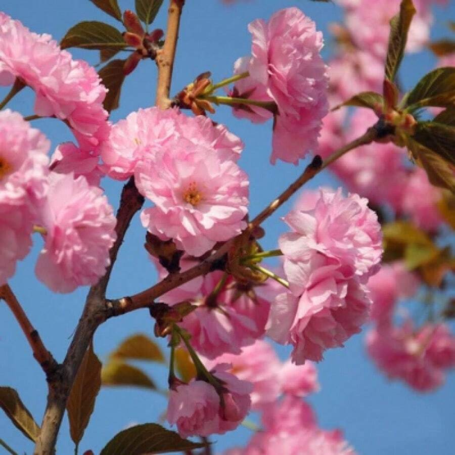Easy Cultivating High Germination Rate Rare Double Pink Cherry Blossom ...