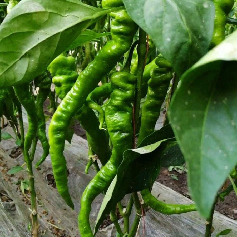 600pcs Screw Pepper Seeds Super Spicy Big Fruit Variety Balcony Pot ...