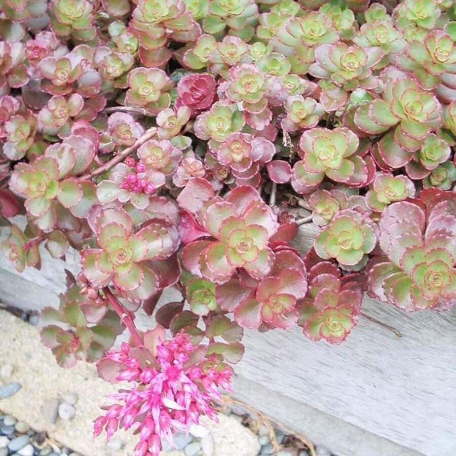 200 Sedum Dragons Blood Succulent Seeds (Spurium Coccineum) - Flower ...