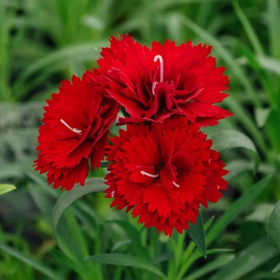 Seeds 200 Scarlet Red Carnation Flower Seeds - Dianthus Caryophyllus ...