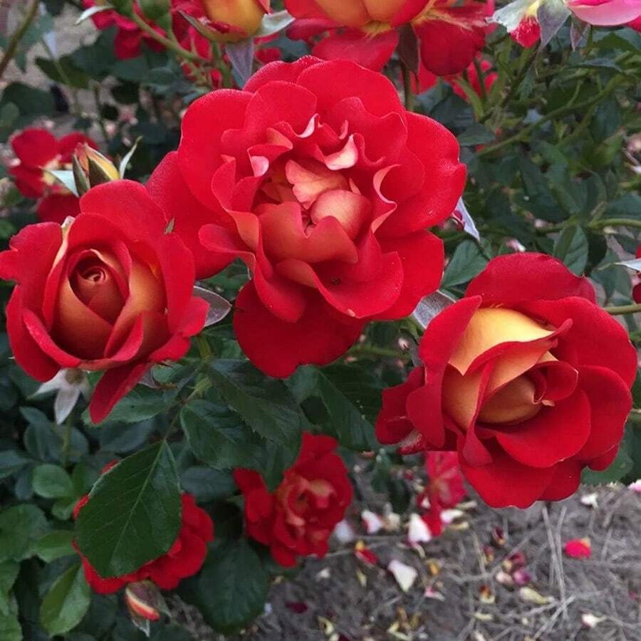 Rare Floribunda Rose Plant Seeds For Planting - Ketchup & Mustard Red ...