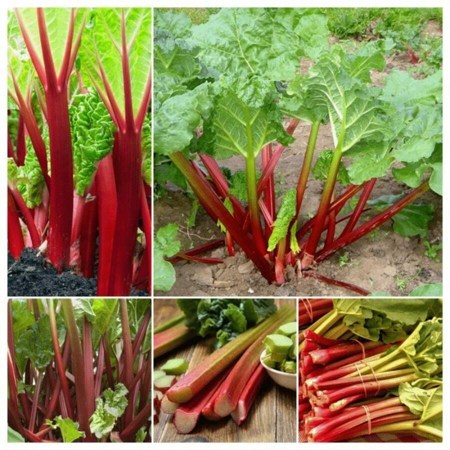 Rhubarb Seeds For Planting | aktuelle Trends, günstig kaufen | SHEIN ...