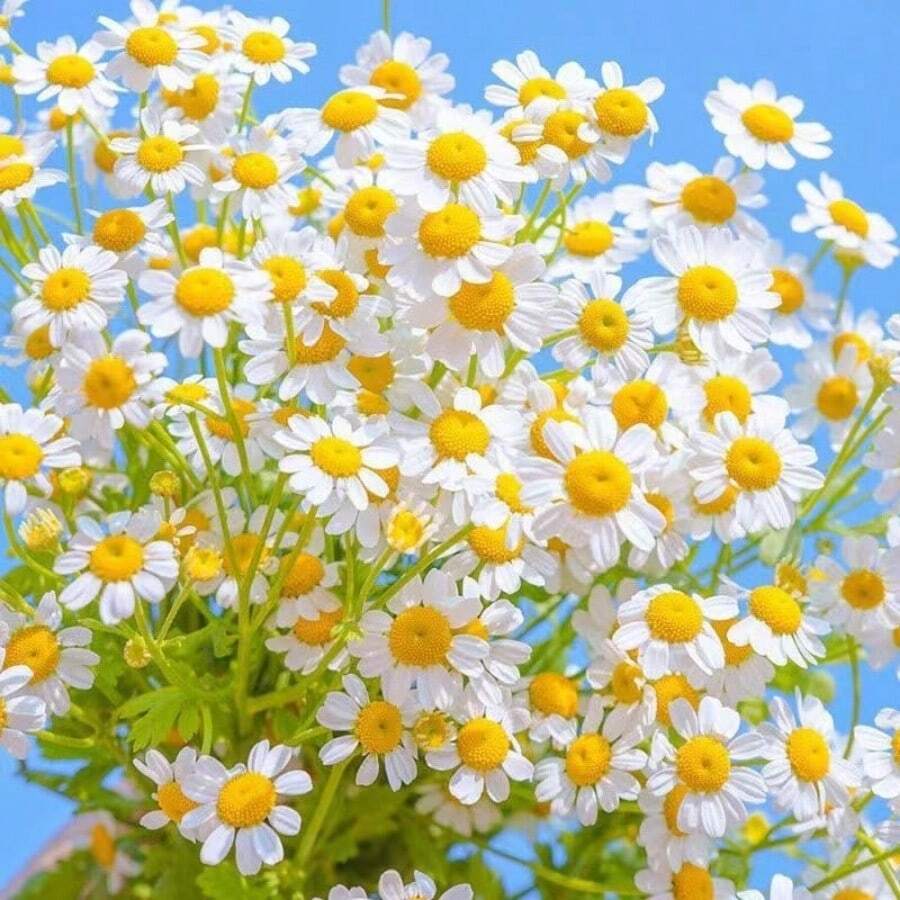 Flower Daisy Explosive Potted Plants, Often Flowering, Easy To Grow ...