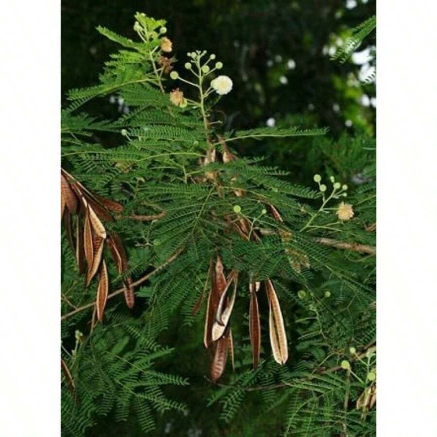 Easy Cultivating Rare Leucaena Tree Seeds For Planting | SHEIN USA