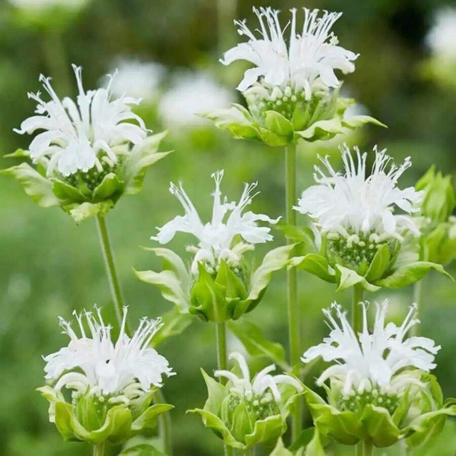 100pcs Bee Balm Seeds Mix Lemon Hummingbird Mint Monarda Didyma Mixed ...