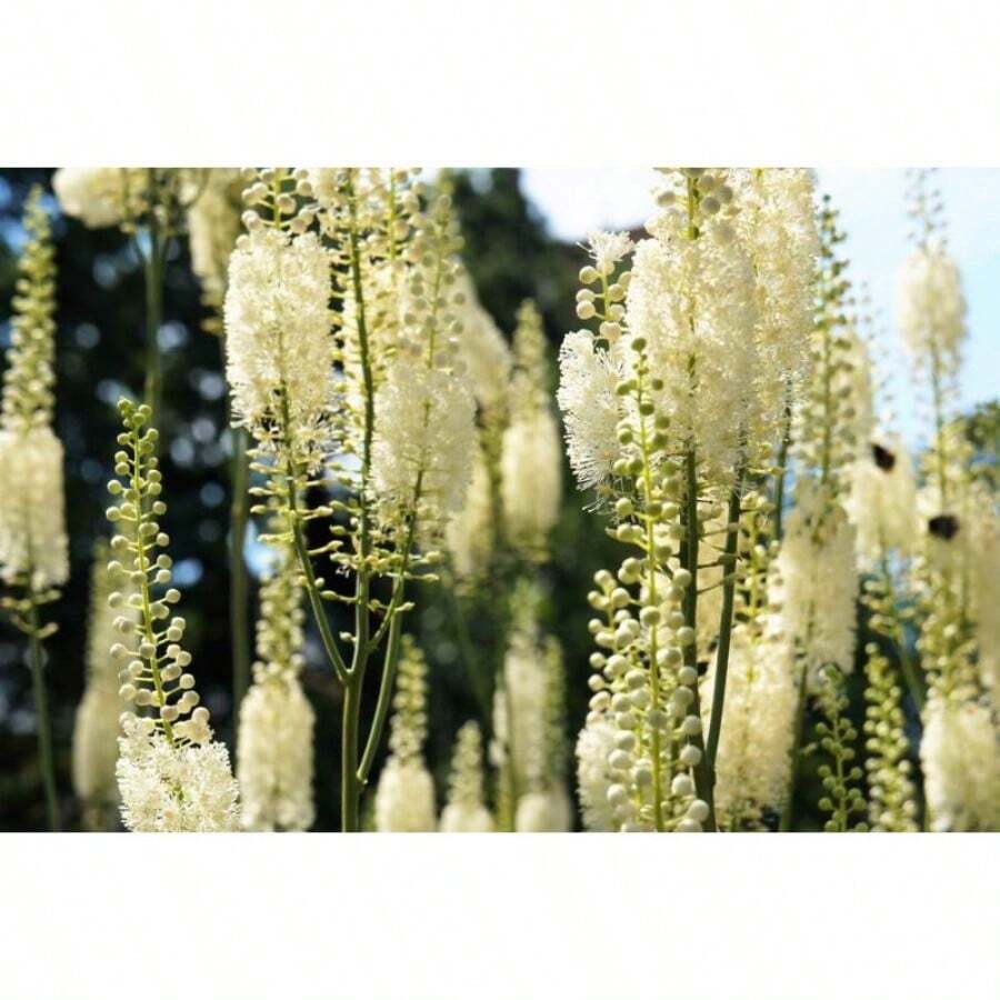 Seeds 350 BLACK COHOSH Bugbane Actaea Racemosa Cimicifuga White Shade ...