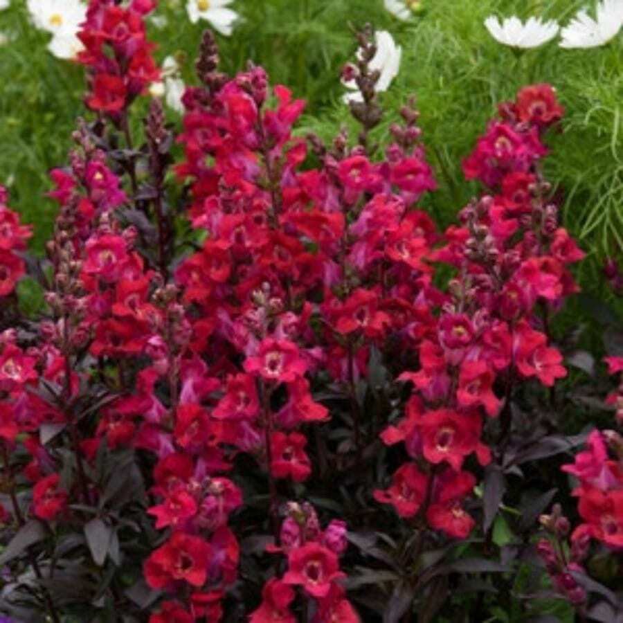 NEW Mini Cherry Cola Snapdragon Seeds, Black Foliageothic Garden ...
