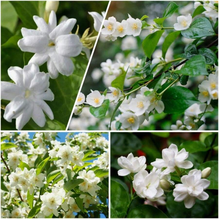Jasmine Seeds For Your Garden Planting | SHEIN USA