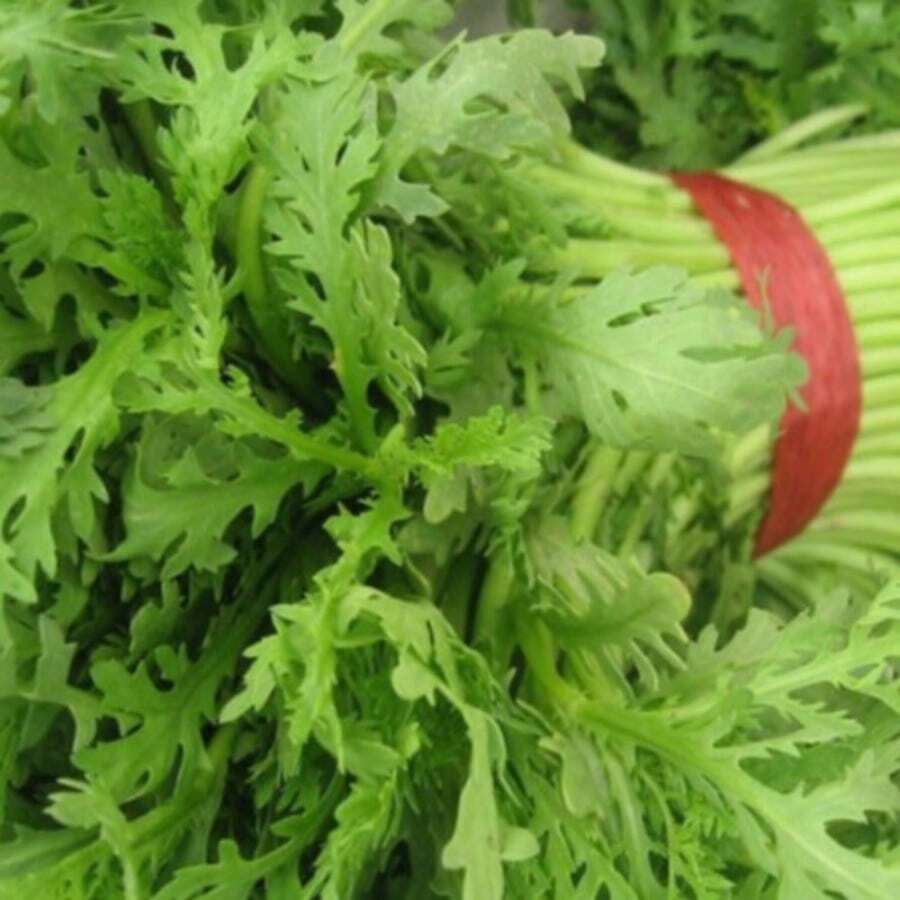 1000 Seeds Green Leafy Colewort Arugula Vegetable Seeds/Edible Rocket ...