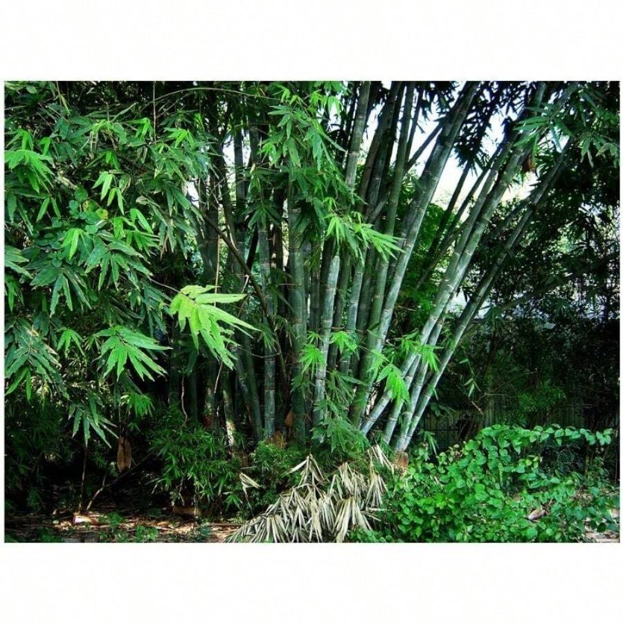 Non-Invasive Clumping Giant Bamboo Seed - - Male Or Solid Bamboo ...