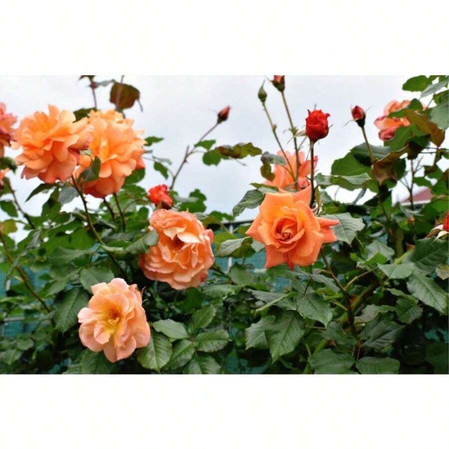 5 ORANGE CLIMBING ROSE Rosa Bush Vine Climber Fragrant Butterfly Flower ...