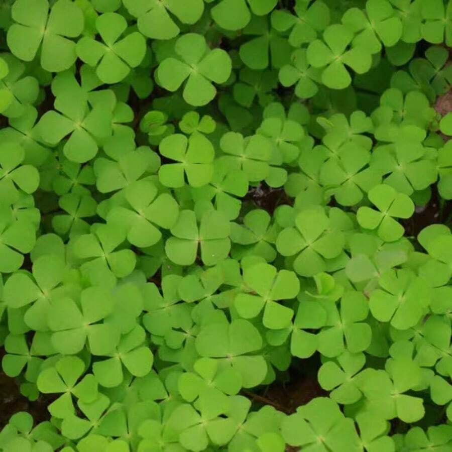 Clover Four-Leaf Clover Seed Lucky Grass Plant Four Seasons Garden ...