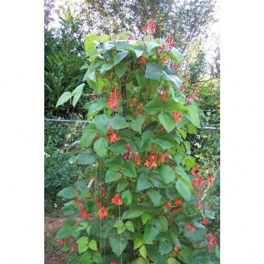 Phaseolus Coccineus Seeds, Scarlet Emperor Climbing Runner Bean Vine ...