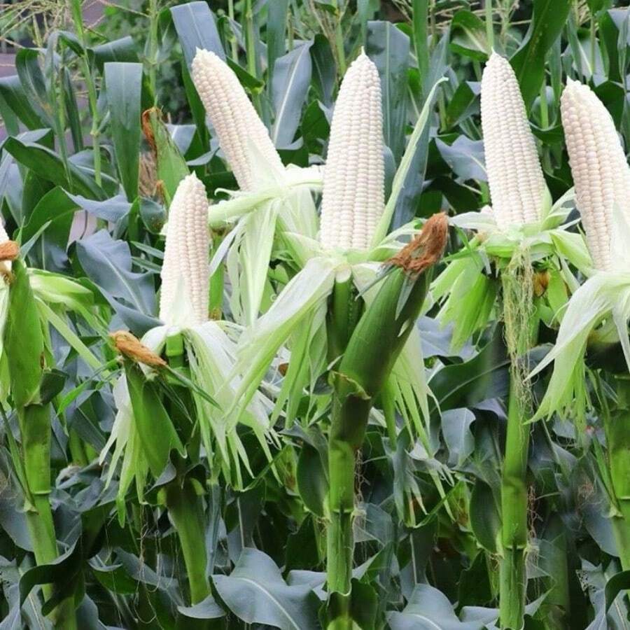 Sticky Corn Seed Sweet Waxy Sticky Sweet White Corn Seed Nutritional ...