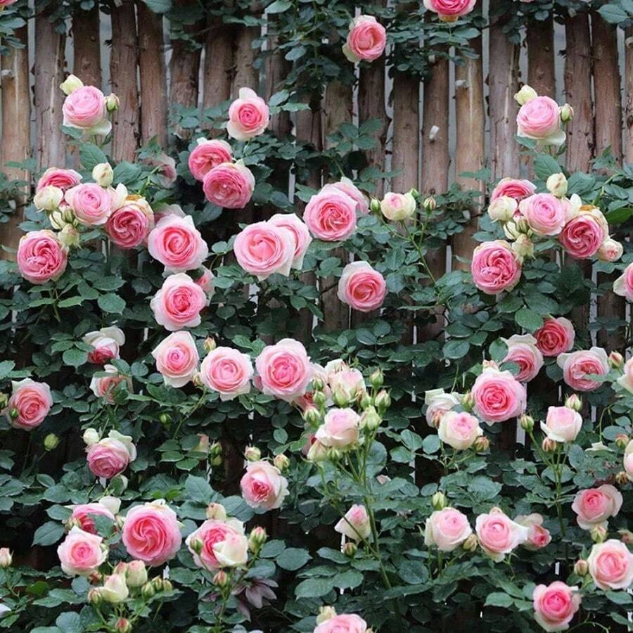 200 One Pink Climbing Rose Vine Seeds-Great Growing And Beautiful Roses ...