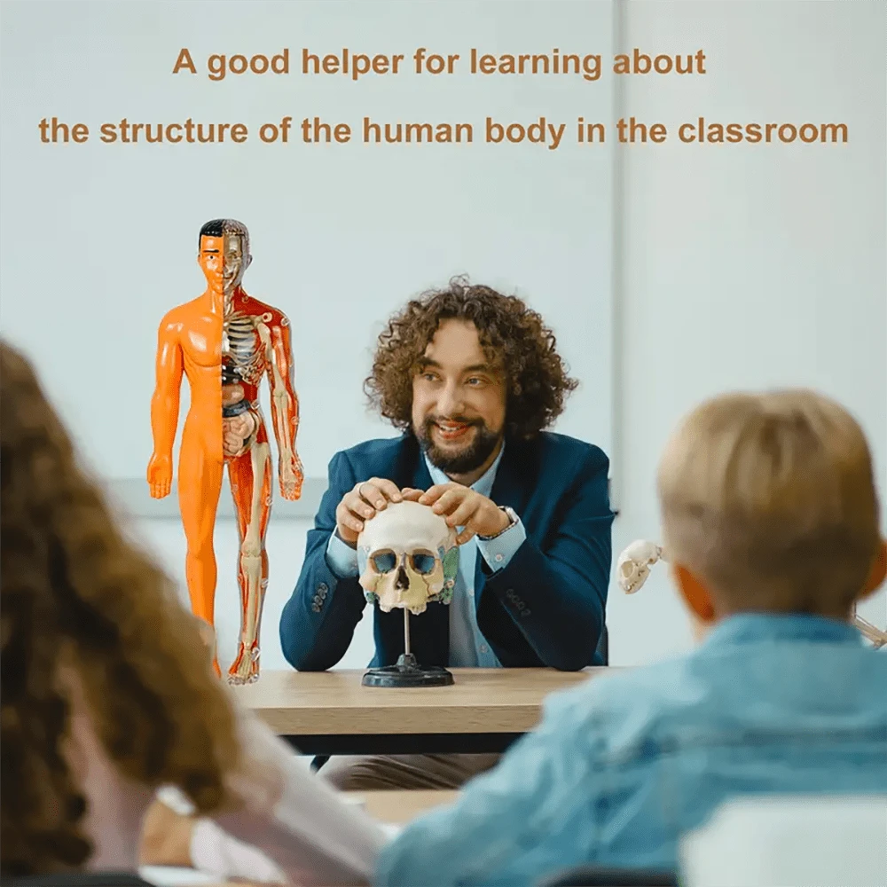 1PC 11.2 * 3.95 Inch Detachable ABS Human Organ Skeleton Model ...