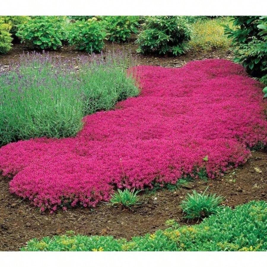Fresh Red Creeping Thyme Seeds Cold And Drought Resistant Ground Cover Plant Thyme