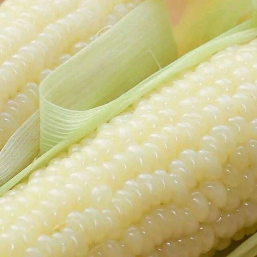 Sticky Corn Seed Sweet Waxy Sticky Sweet White Corn Seed Nutritional ...