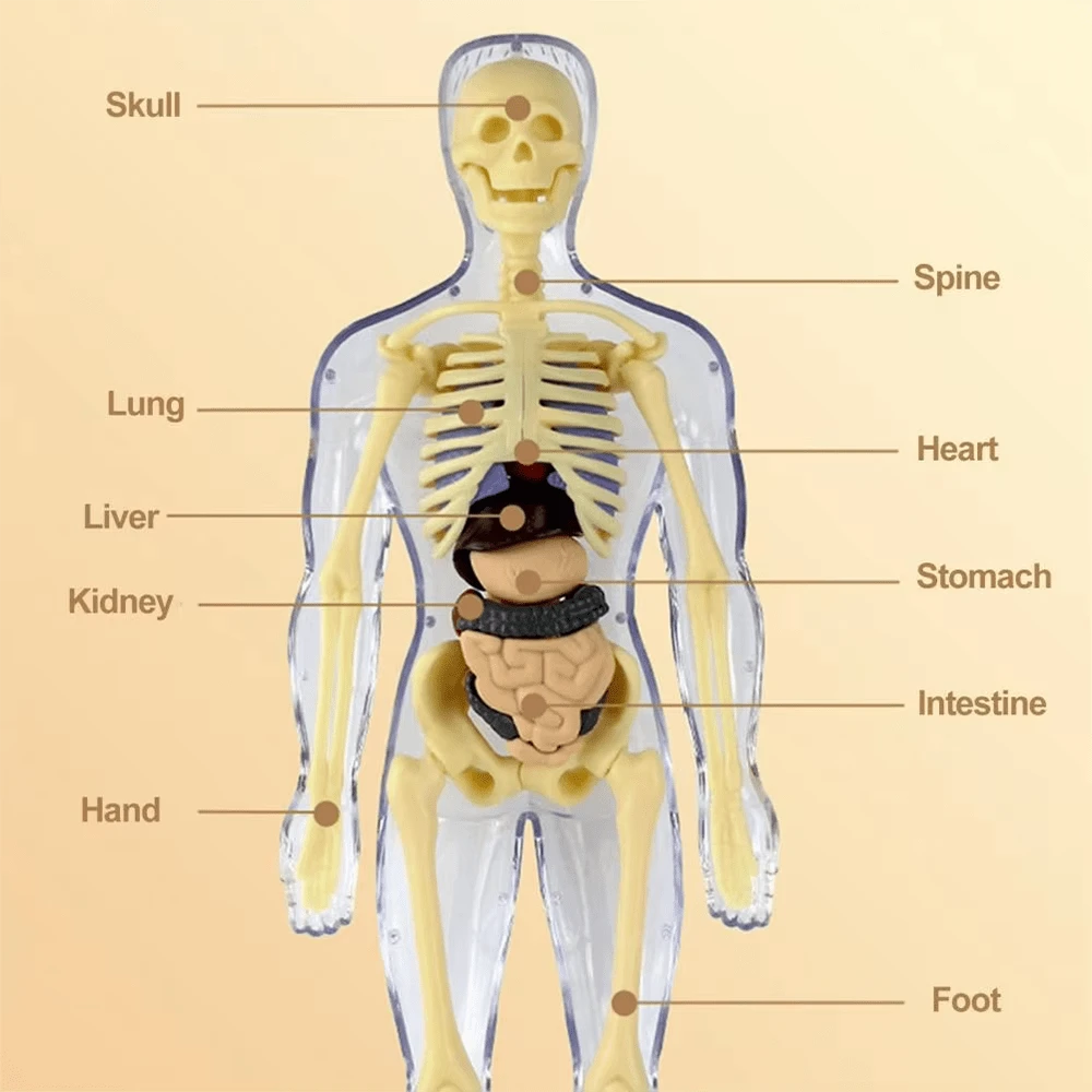 1PC 11.2 * 3.95 Inch Detachable ABS Human Organ Skeleton Model ...