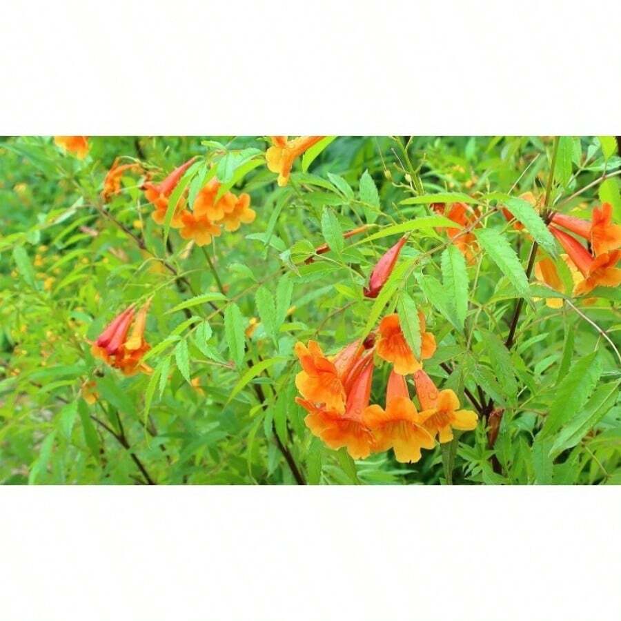 Tecoma X Orange Jubilee 'Tecoma Alata' Seeds - Flaming Bells, Orange ...