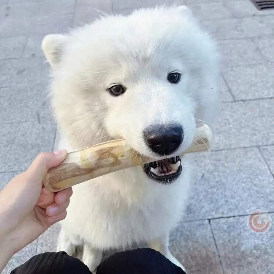 Natural Coffee Wood Dog Chew Toy - Durable Chew Stick For All Breeds ...