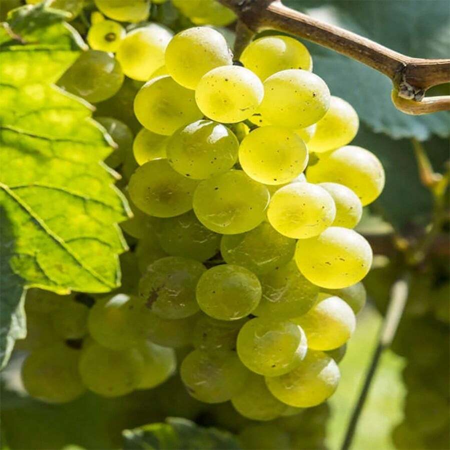 300 Green All-Purpose Seeds. Grapes Do Not Produce High-Yielding Old ...